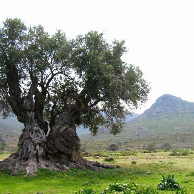 The history of olive tree and olive oil - Oilympian Koufolias - Olive ...